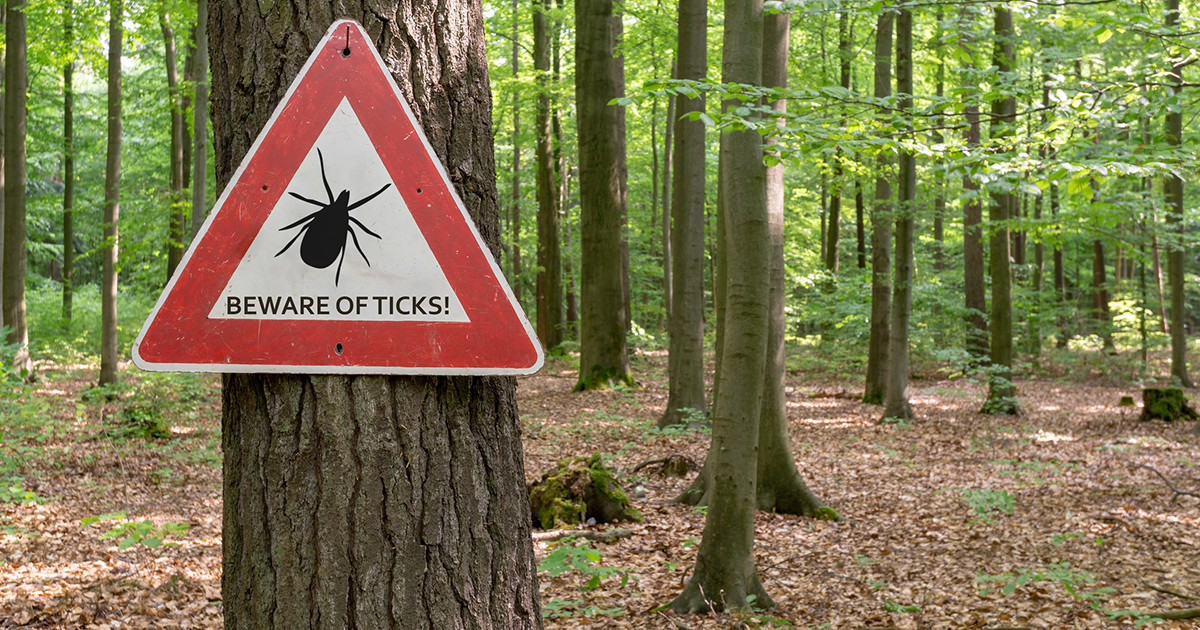 Tick Season: How to Avoid Them & What to Do If You Get Bit | McLaren ...