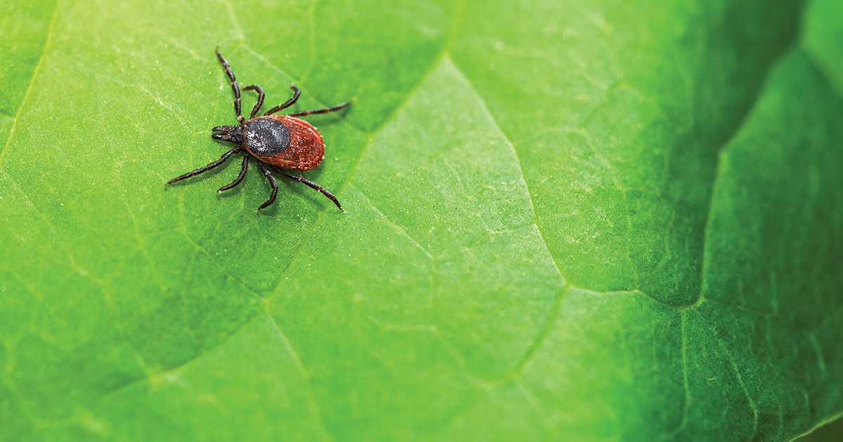 Ticks Are Everywhere: How to Stay Safe | McLaren Health Care News